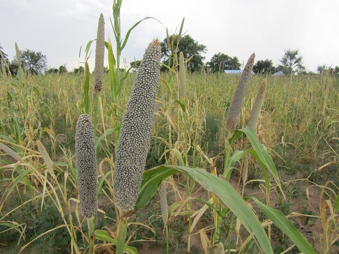 Mahangu harvesting season has begun | Omutumwa News Online